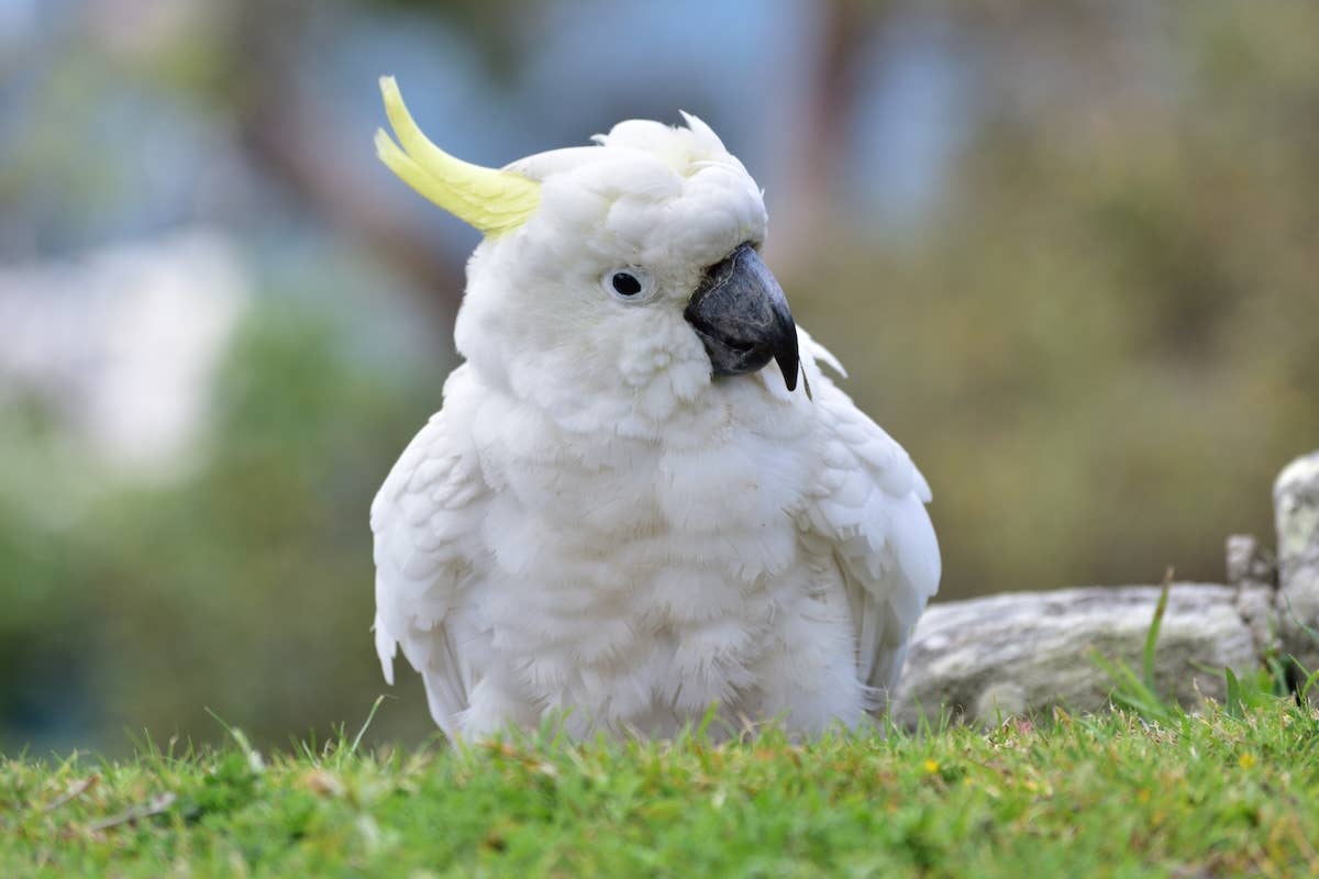 Fussy Cockatoo Throws Tantrum When Mom Ruffles His Feathers - Parade Pets