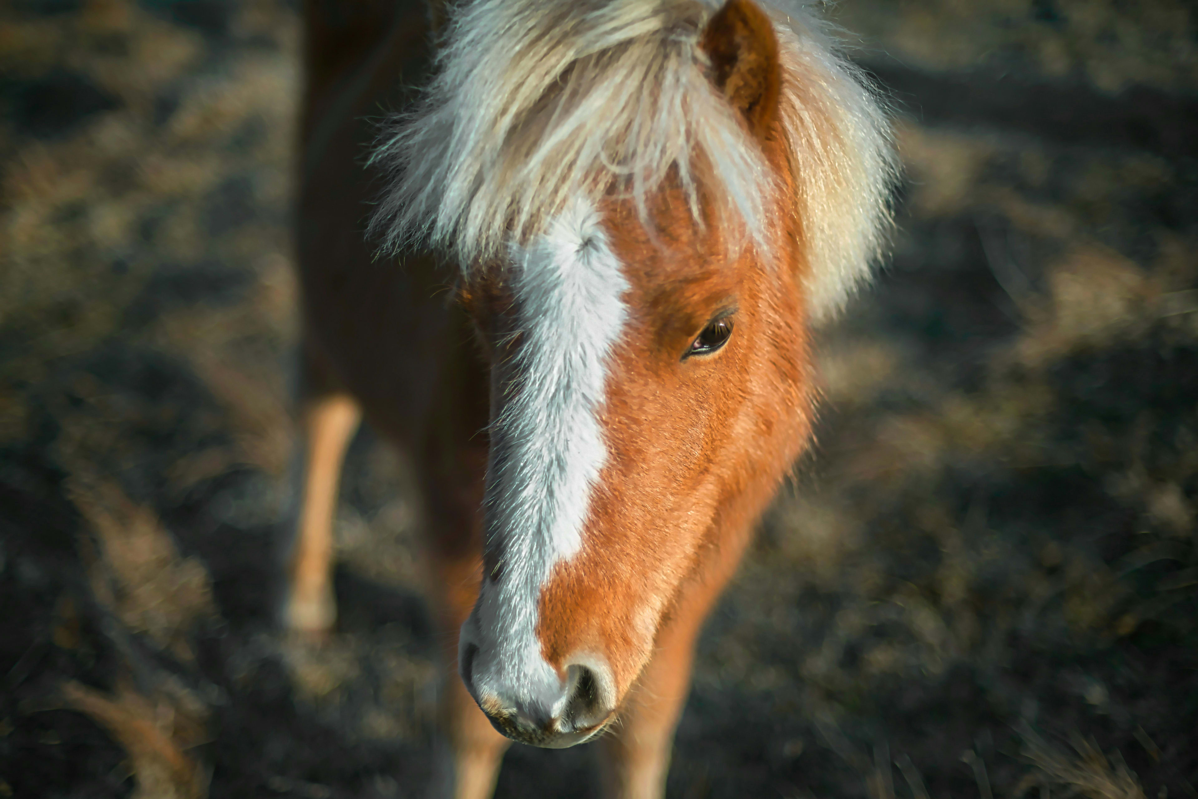 Formerly Abused Rescue Mini Horse Only Responds To Singing and It'll ...