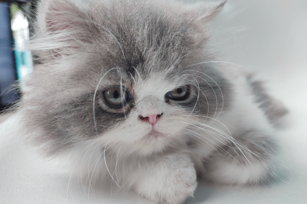 Persian Cat Discovers a Christmas Bow and Absolutely Loses It - Parade Pets