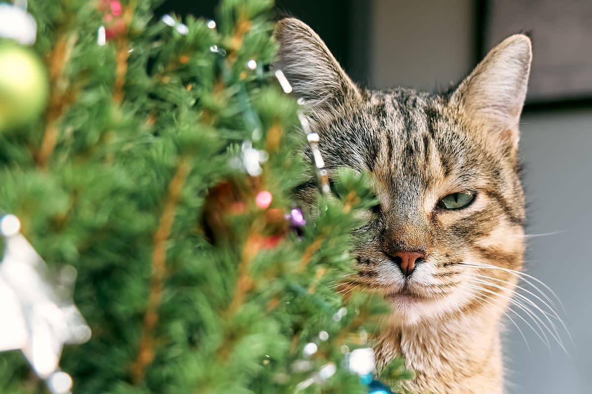 Blink and You Miss It: Tabby Cat Perched in Tree Is a Sight To See ...