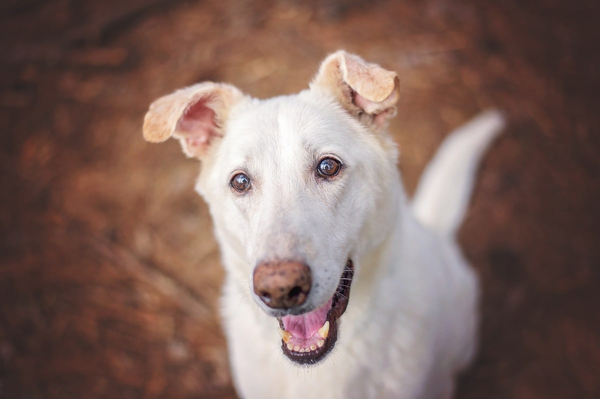 3-Legged Dog 'Finds Her Calling' Herding Goats and It's the Best ...