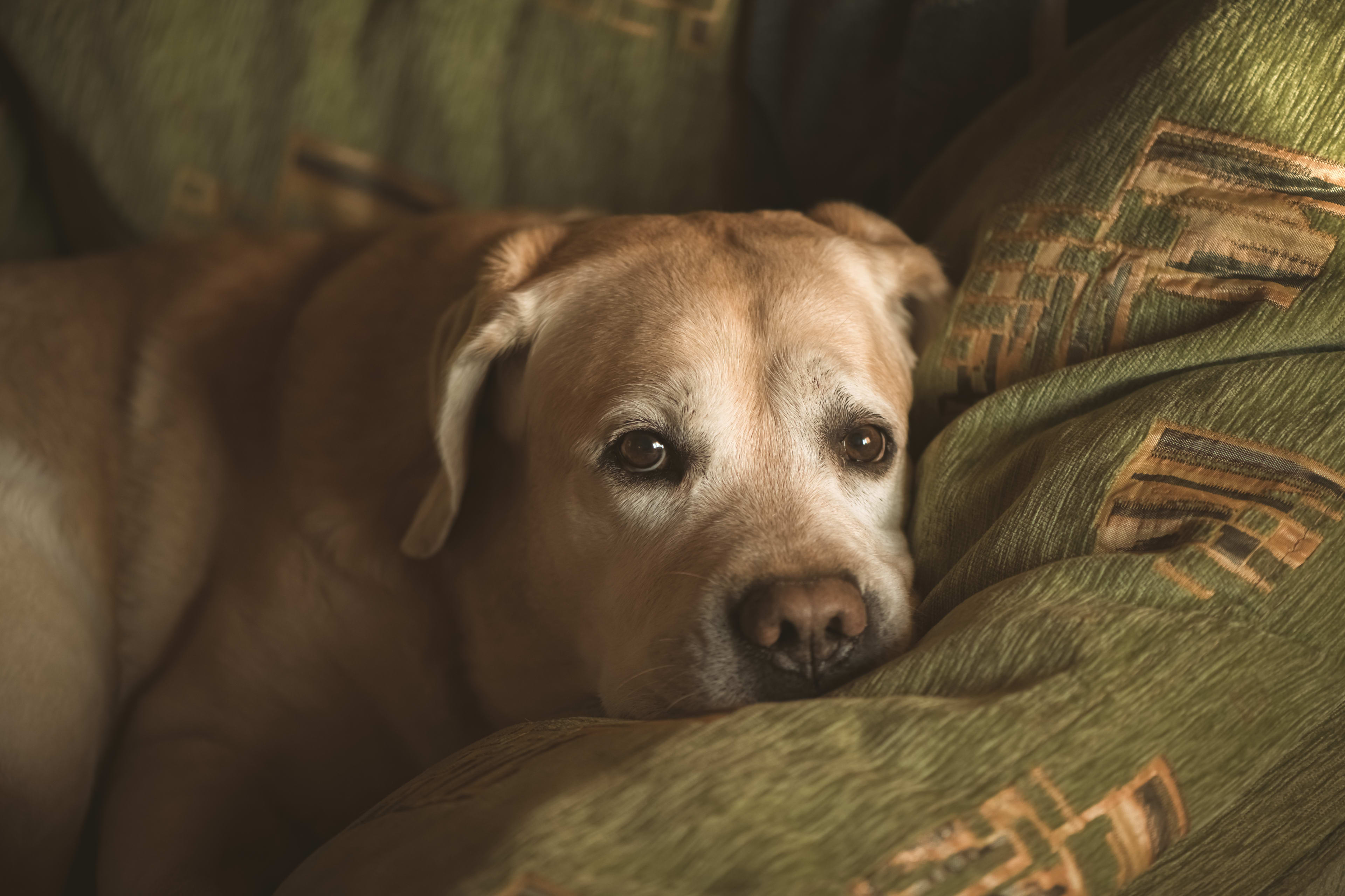 Senior Dog Stops for a Snack Before Putting Himself To Bed - Parade Pets