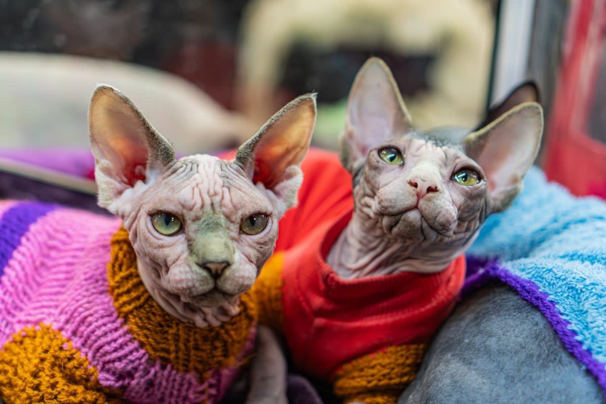 Sphynx Cats' Funny 'Boxing' Match Has Internet Cracking Up - Parade Pets