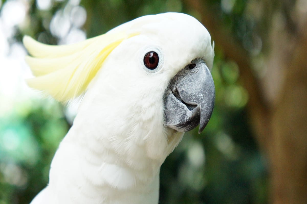 Cockatoo Asking Yo Go to His Room Because He's Tired Couldn't Be ...