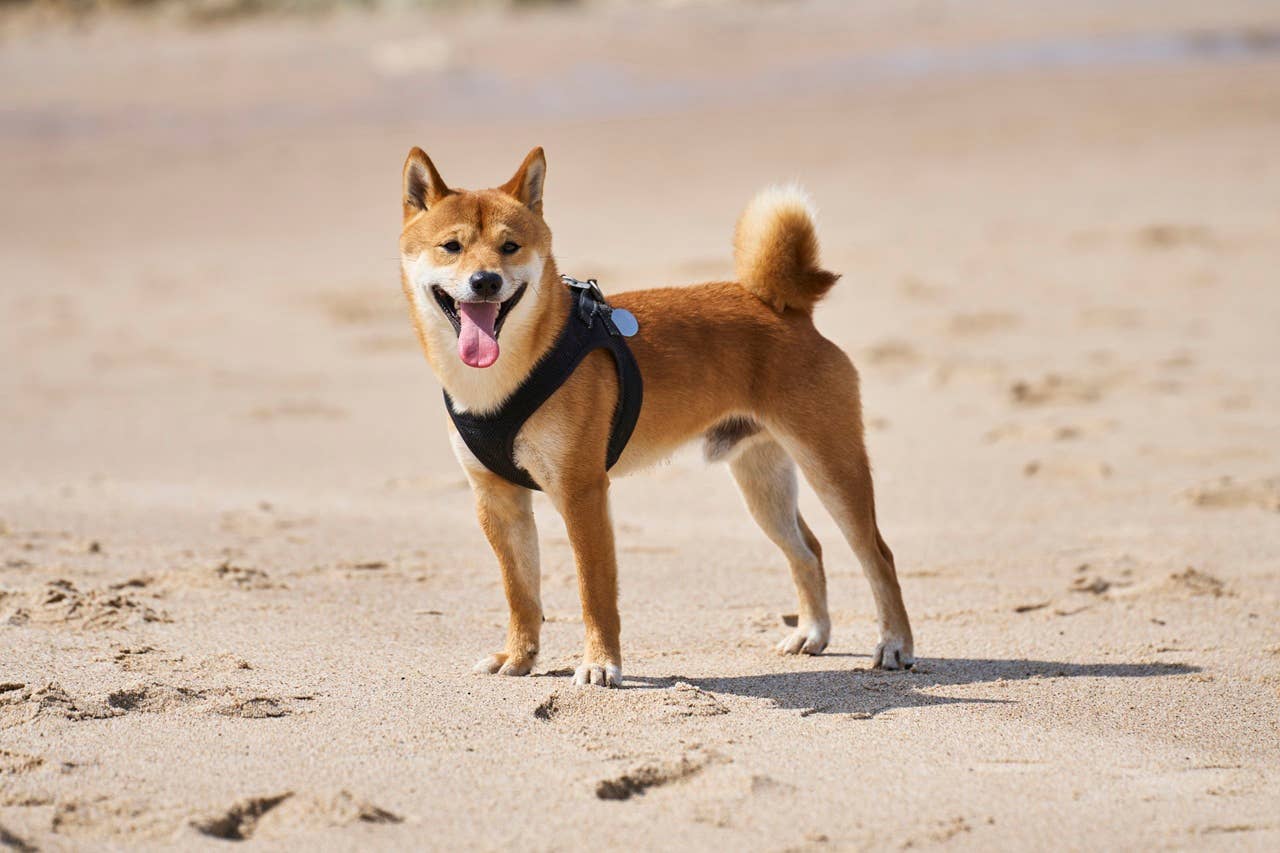 5 Most Faithful Dog Breeds, According to Experts - Parade Pets