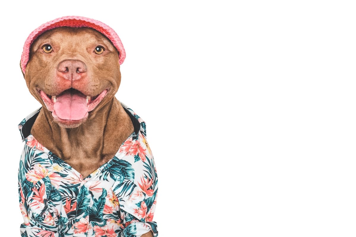 Aquarium-Obsessed Rescue Dog Sports Cutest Costume for 'Bonding Time ...