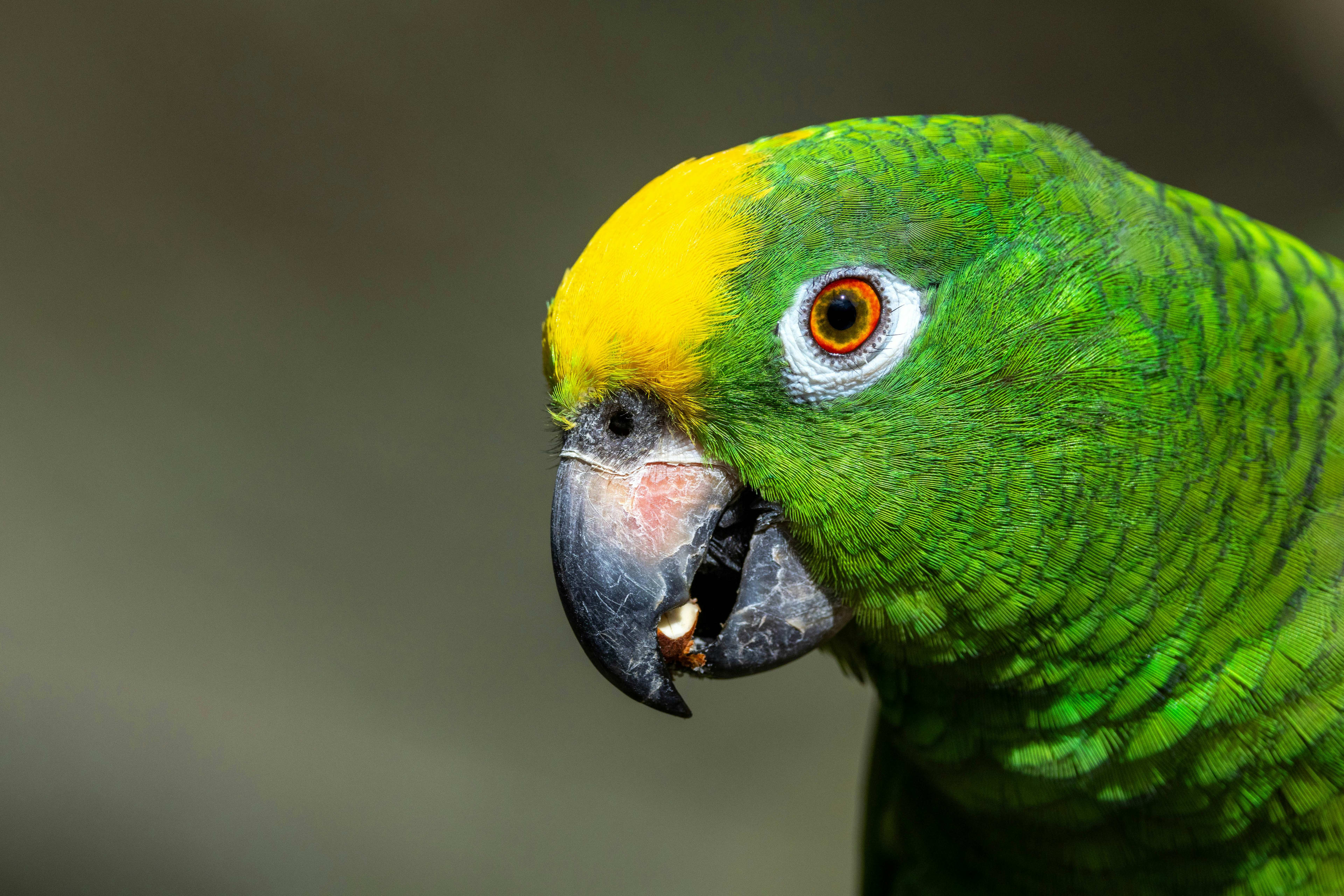 Parrot Comes up With Some Hot New Tunes and We're Ready To Buy the ...