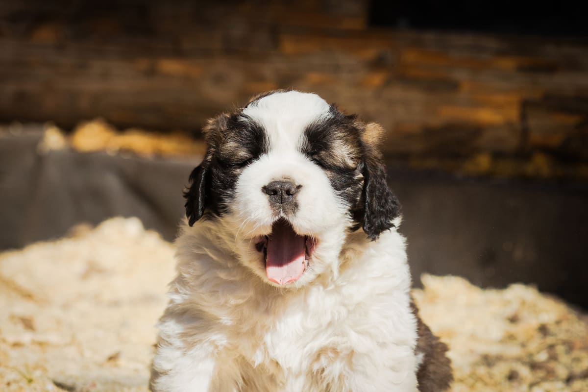Saint Bernard Puppies' First Adventure in Snow Is Full of Pure Wonder ...