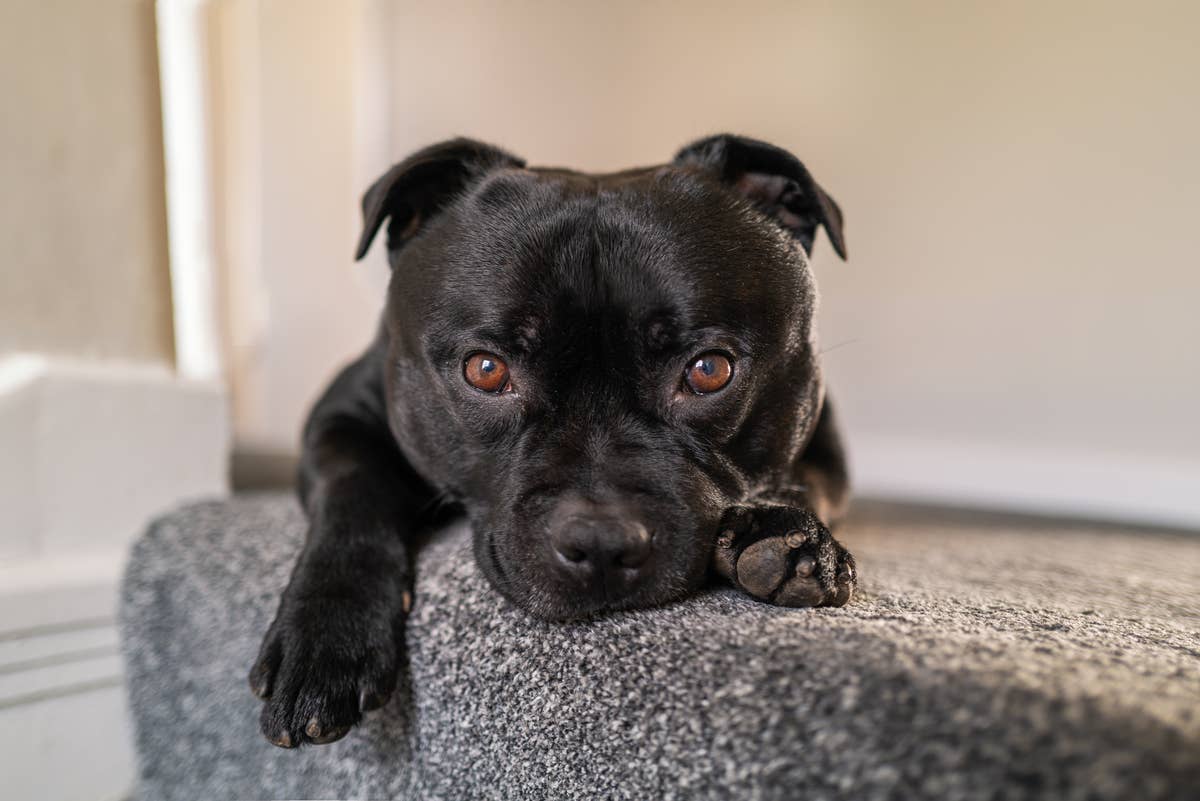 Foster Pit Bull Puppy Learns How To Go Down the Stairs After Dad ...