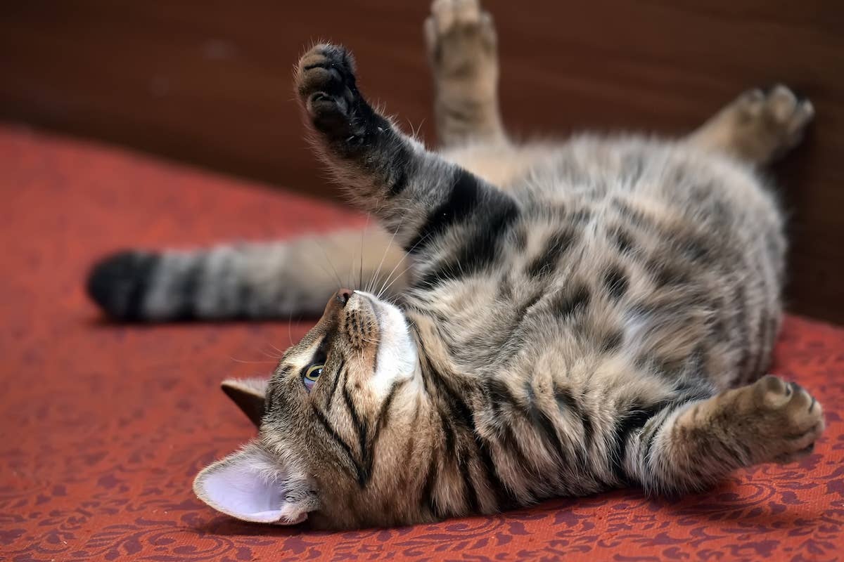 Mama Cat’s ‘Happy Flops’ for Her Kittens Are Pure Joy - Parade Pets