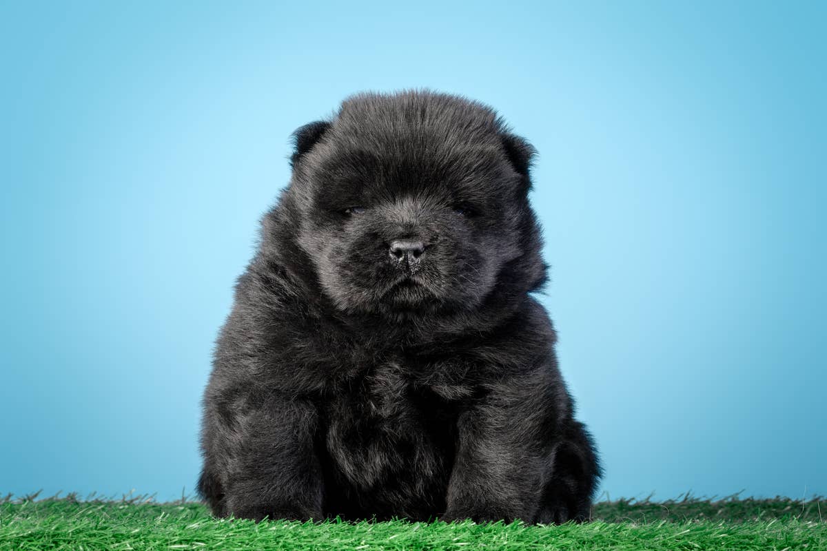 Chow Chow Meets Husky for the First Time and the Confusion Is Real ...