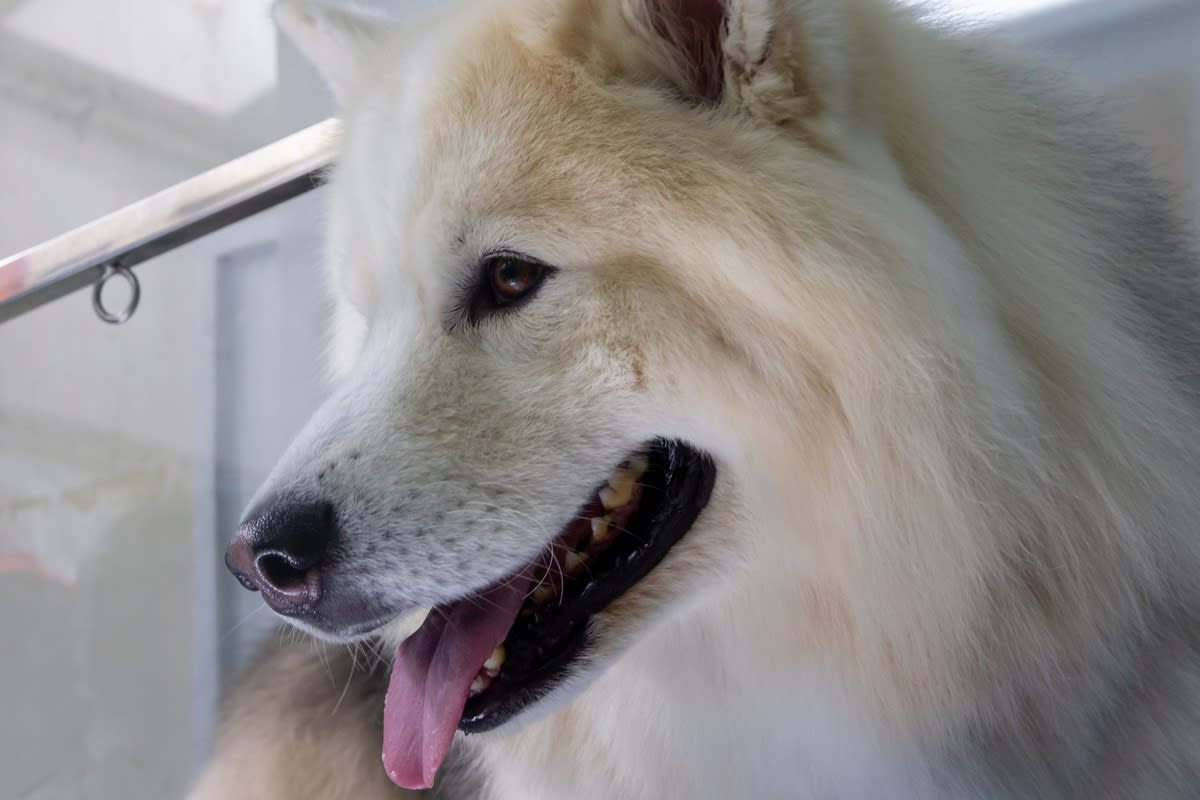 Adorable Alaskan Malamute Rescue Finds Comfort in His ‘Emotional ...