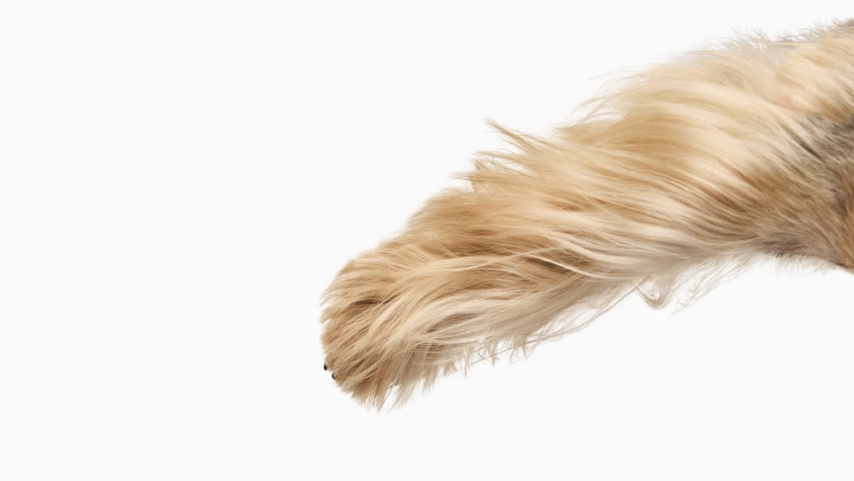 Silky, Long-Haired Pit Bull Is So Rare People Do a Double Take - Parade ...