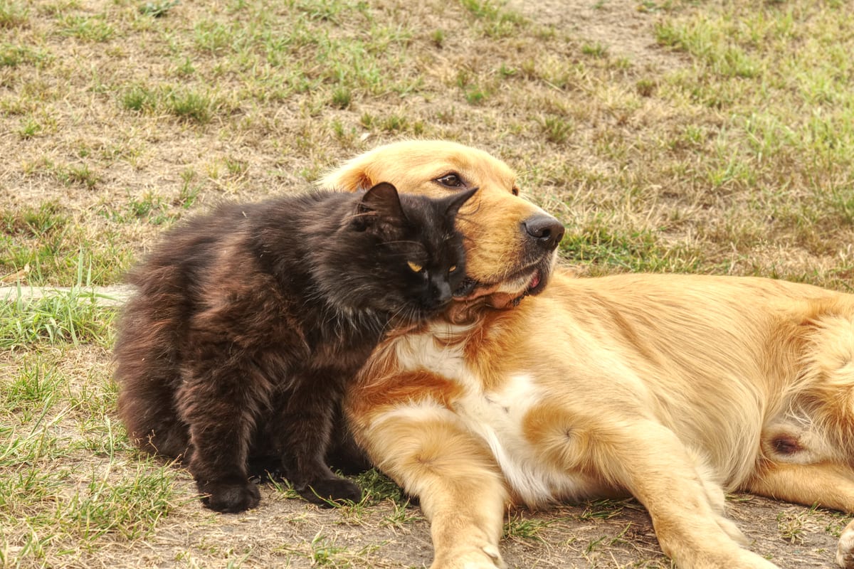 Black Cat 'Terrified' of Senior Golden Retriever Becomes Emotional ...