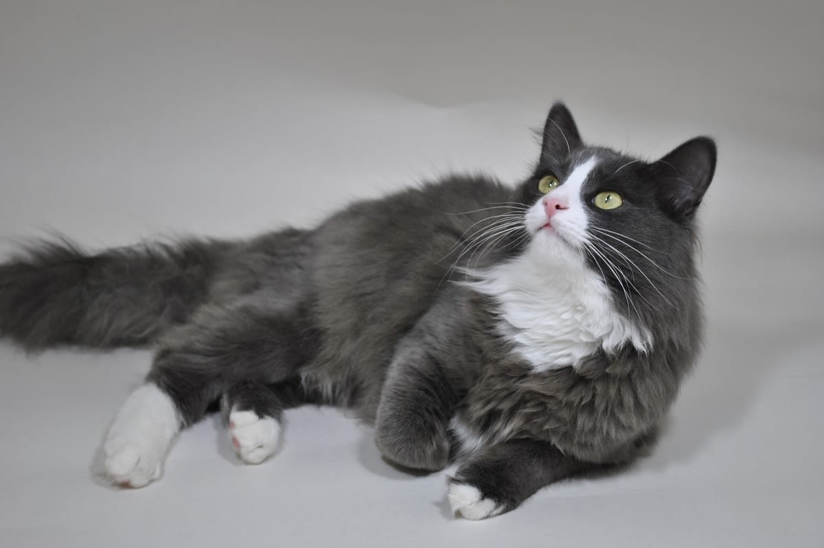 Fabulously Friendly Resident Cat Welcomes Foster Kittens By Showing ...