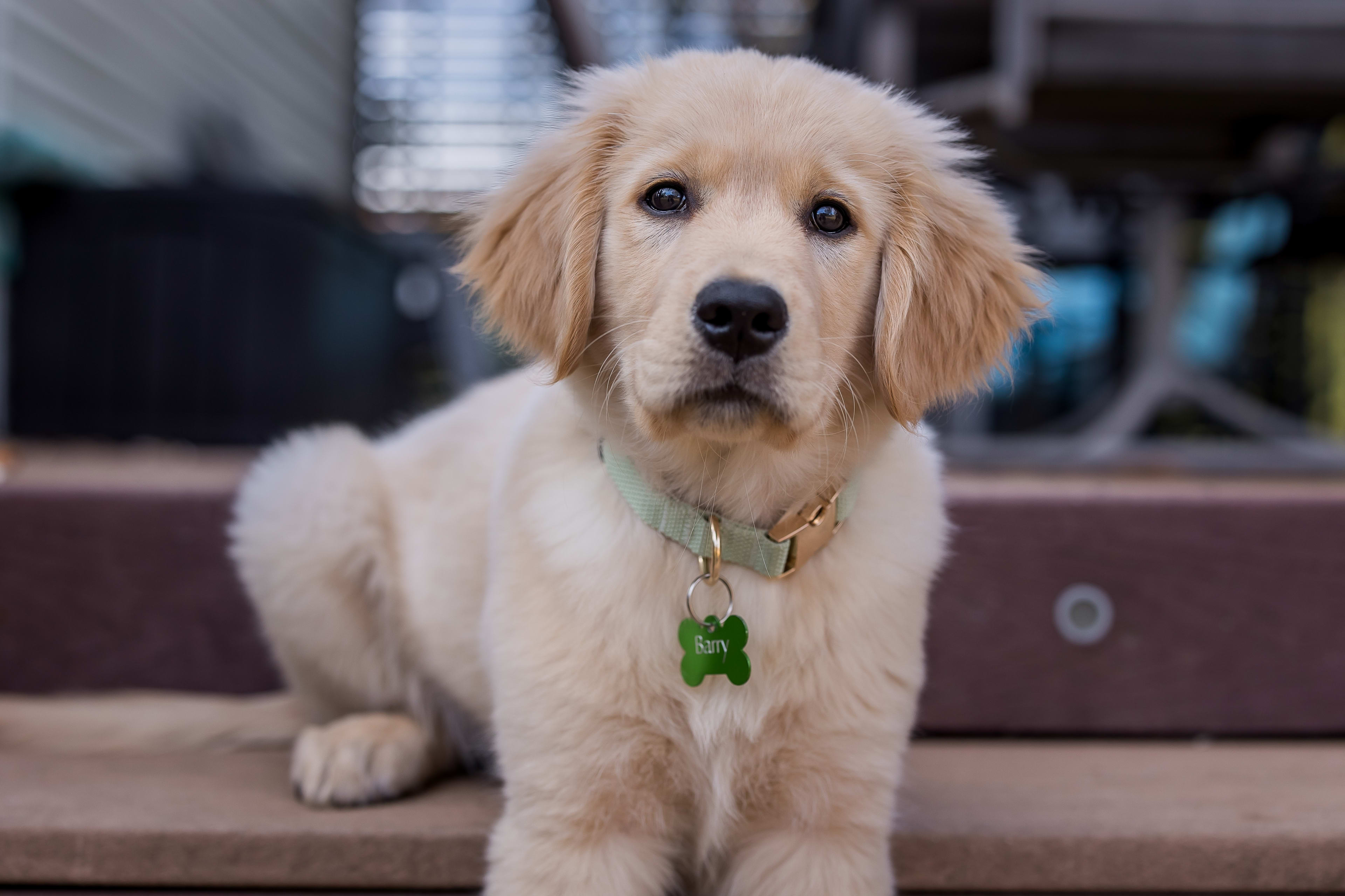 Golden Retriever Puppy Playing With the Doorstop Is the Only Show We're ...