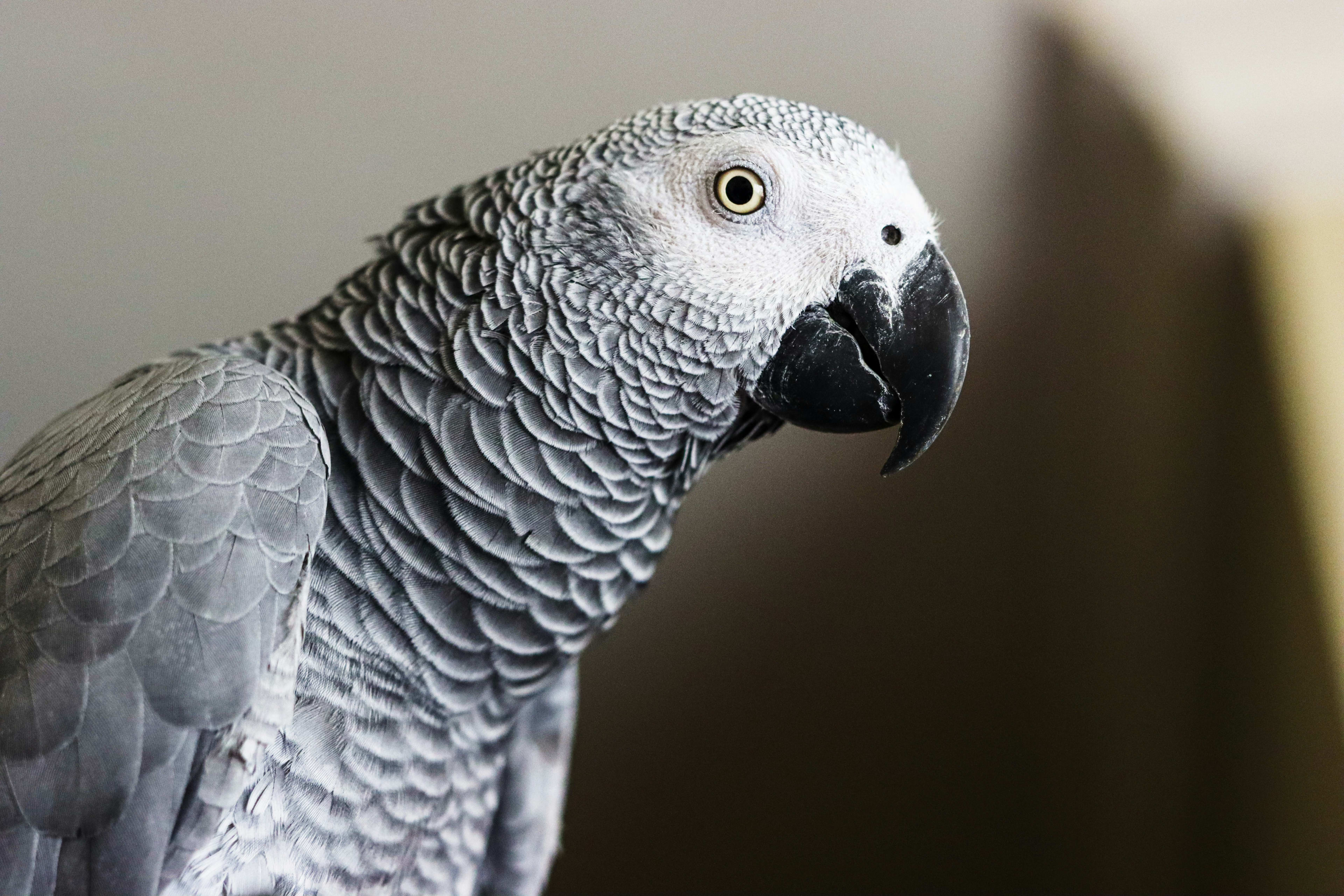African Grey Parrot Totally Roasts Mom and It's Impossible Not To Laugh ...