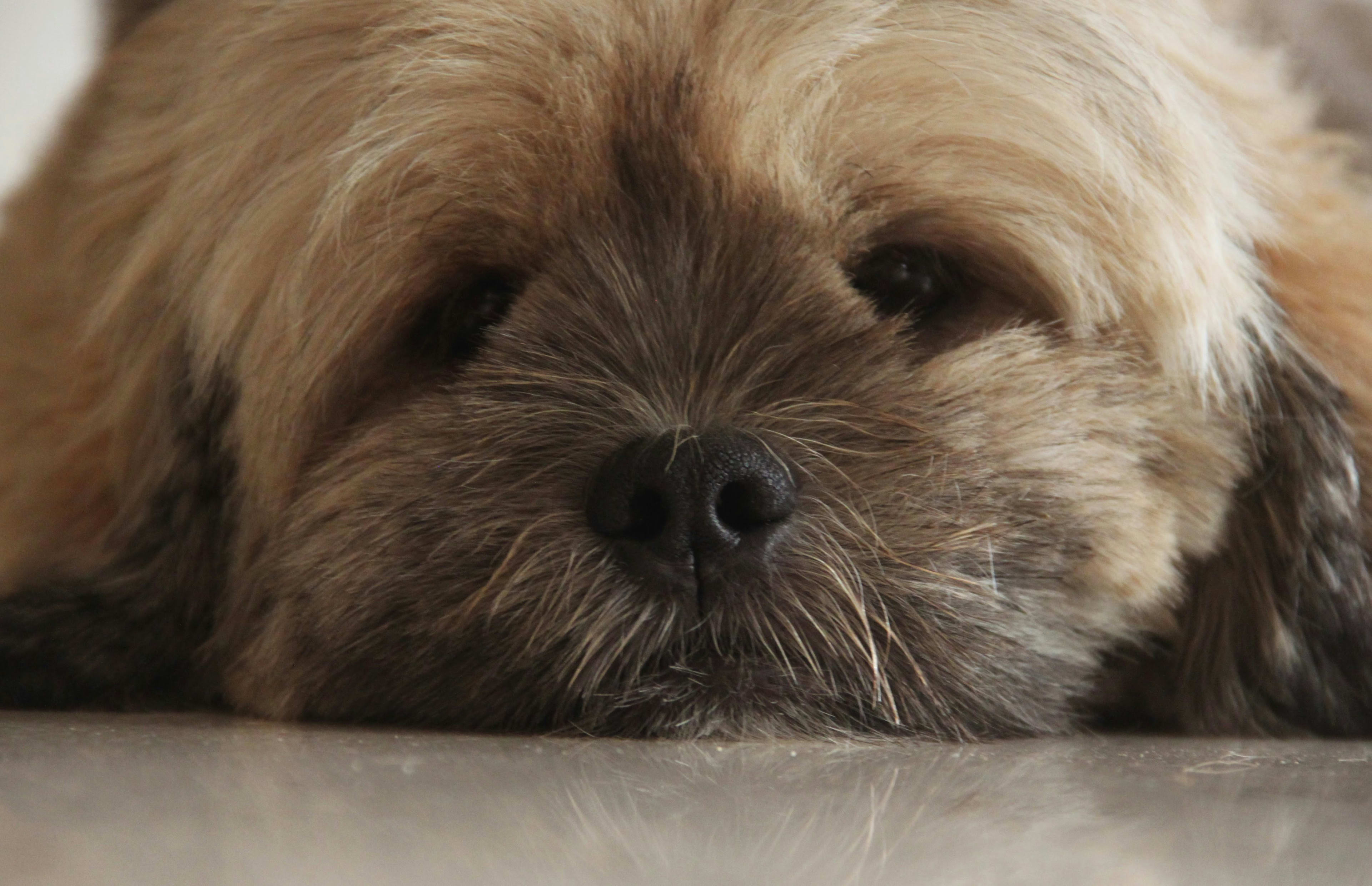 Lhasa Apso's Hilarious Solution to His Bed Being Moved Is Priceless ...