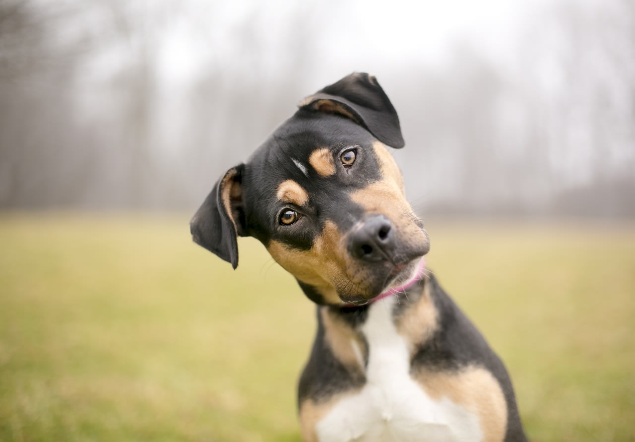 8 Subtle Signs Your Dog Is Scared, According to a Trainer - Parade Pets
