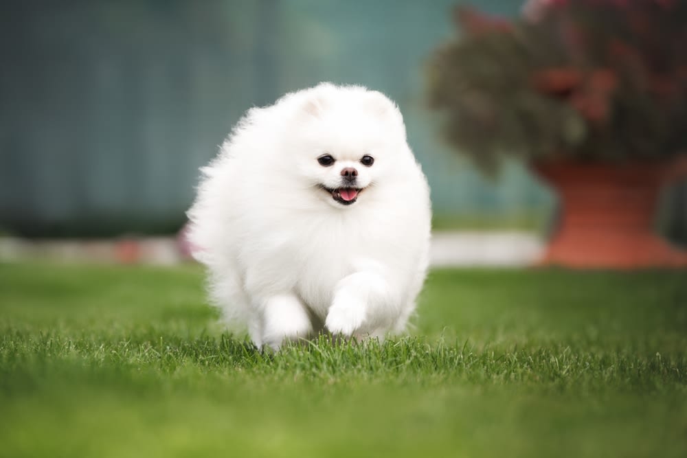 Rescue Pomeranian Overcome With Pure Joy Upon Realizing She's Safe With ...