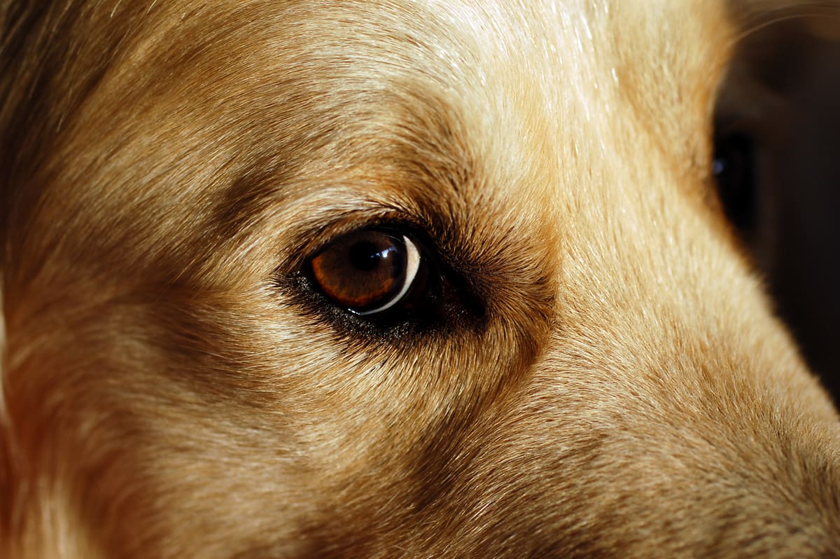 Golden Retriever Gives Shadiest Eye Roll When Lost Dog Gets in the Car ...