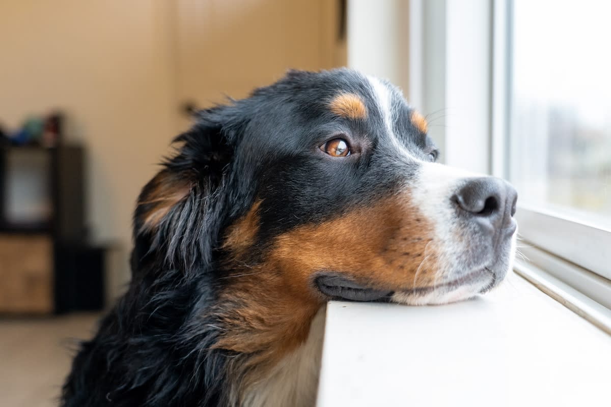 Hotel's Resident Bernese Mountain Dog Waits for Guests - Parade Pets