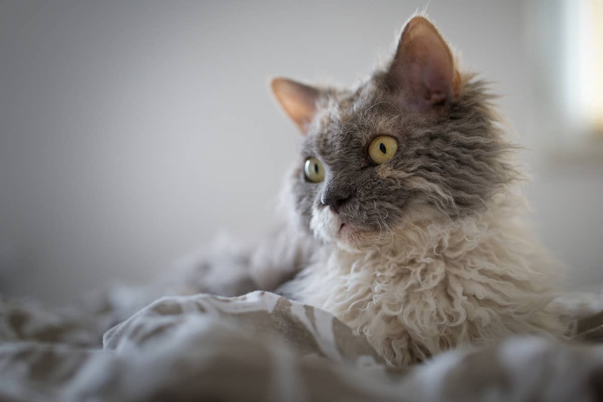 Cool, Curly-Coiled Cat Will Steal Your Girl Like Cutest Little Permed ...