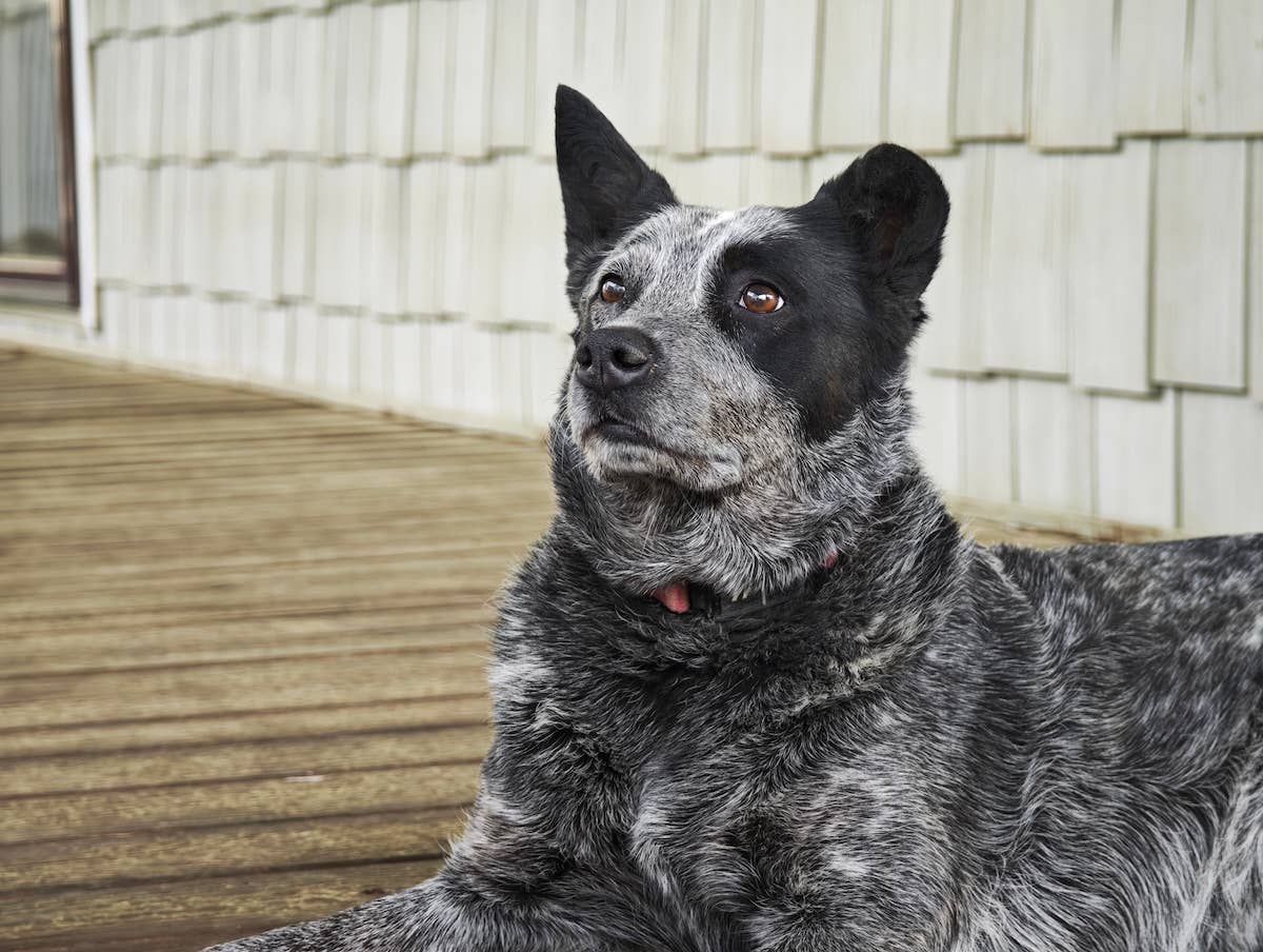 Rare Portugese Cattle Dog Has Sweetest Visit With Donkey BFFs - Parade Pets