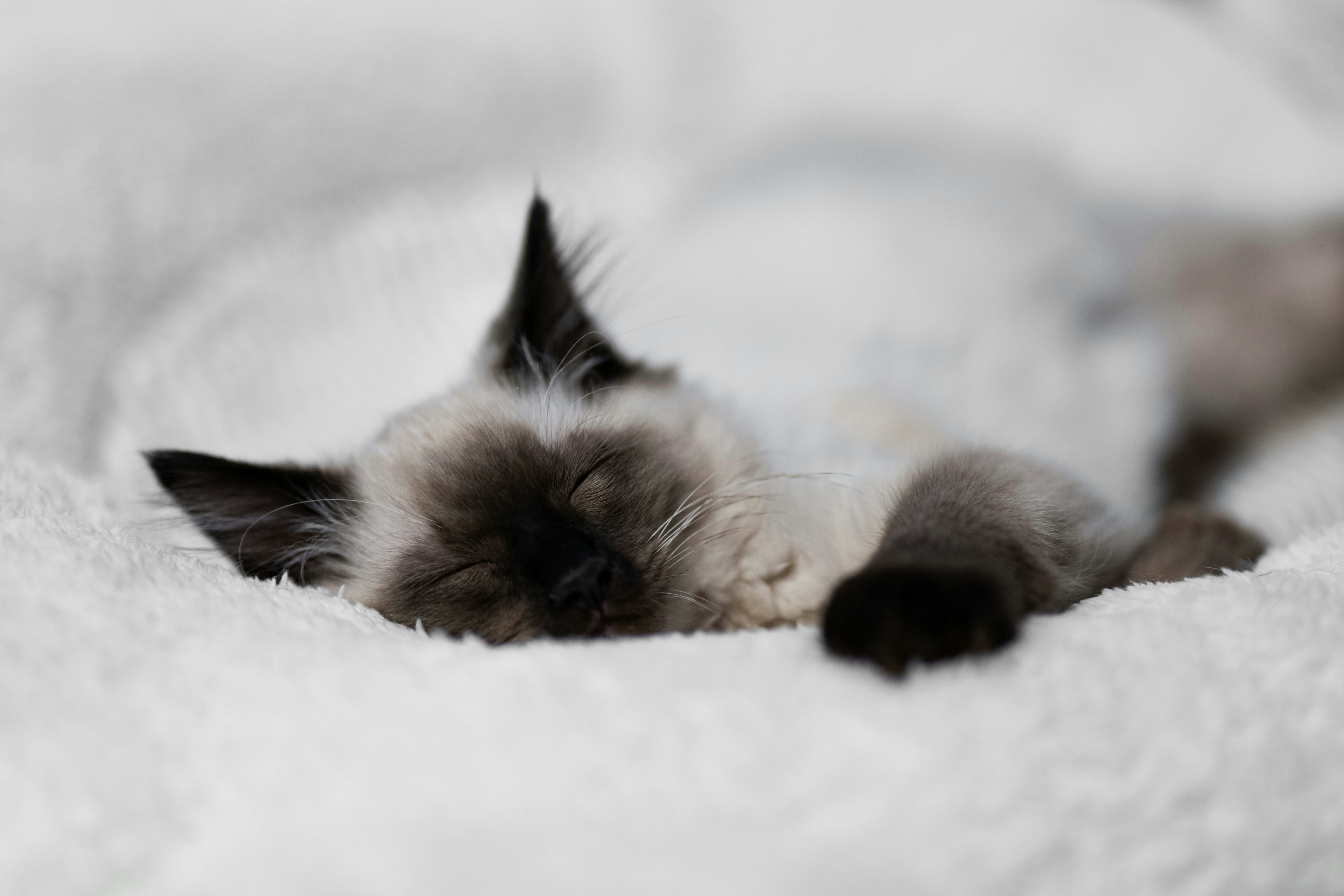 Ragdoll Kitten Settles in for Nap Alongside Sleeping Human Baby in ...