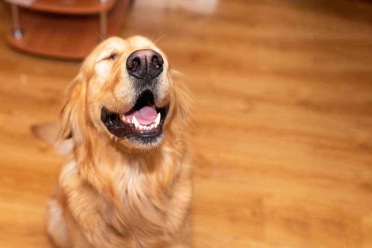 Golden Retriever Tattles on Himself Being 'Naughty' Like It's the Best ...