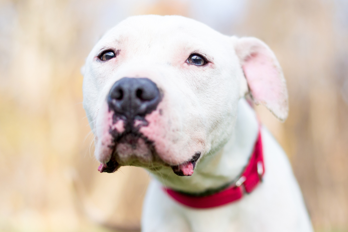 Pit Bull’s Adorable Crying Fits End the Moment Her Cat Sister Steps In ...