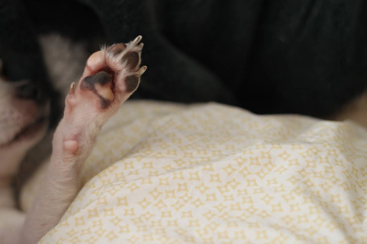 Rare Chihuahua-Chinese Crested Mix Looks Like a Creature From 'The Dark ...