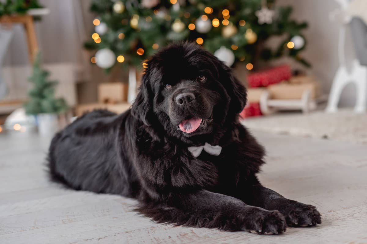 Newfoundland Gets an Early Christmas Present From Grandma and Looks to ...
