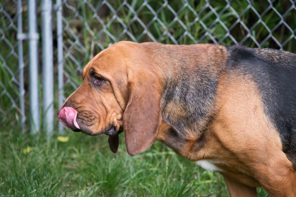 Bloodhound's Pitiful Cries While Waiting for Dinner to Cool Down Will ...