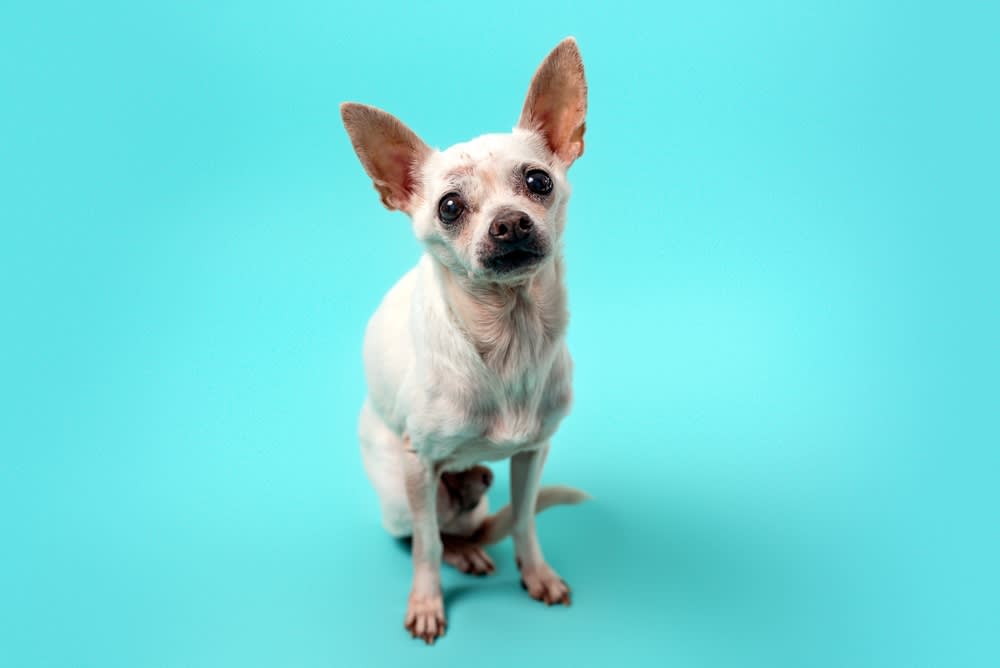 Senior Chihuahua Overcome With Pure Joy After Finally Receiving the ...