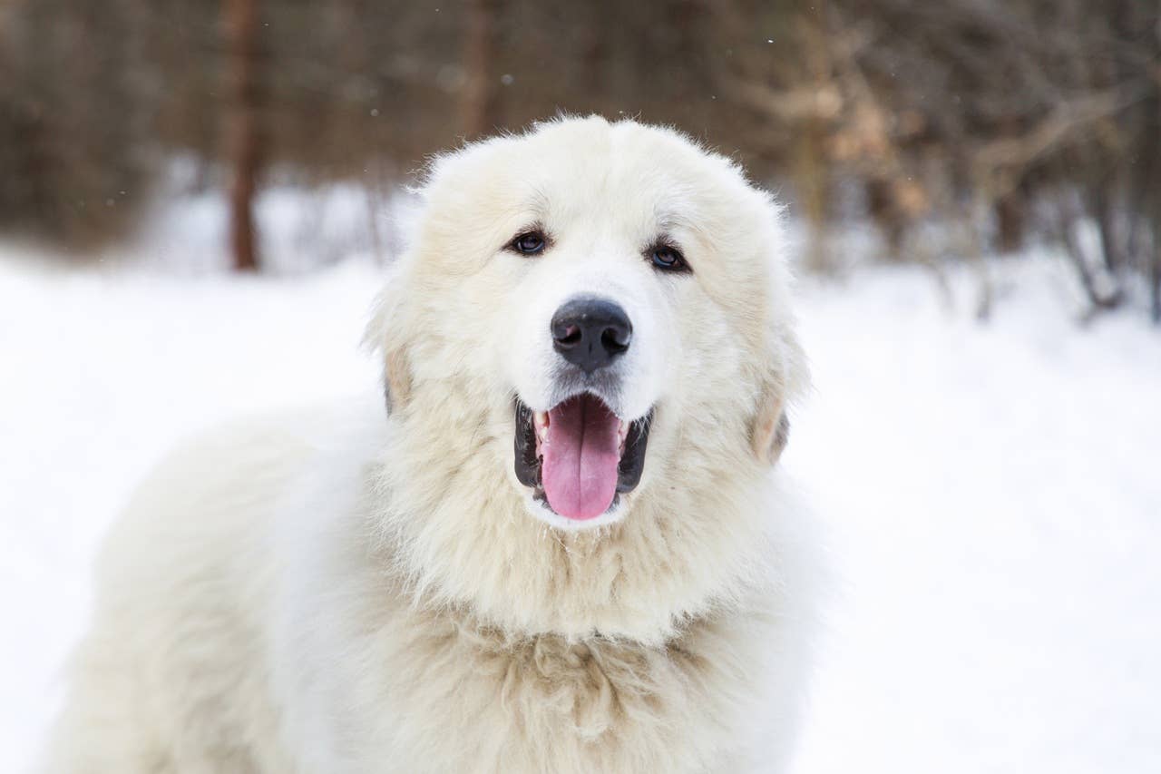 6 Snow-Loving Dog Breeds Perfect for Winter Fun - Parade Pets