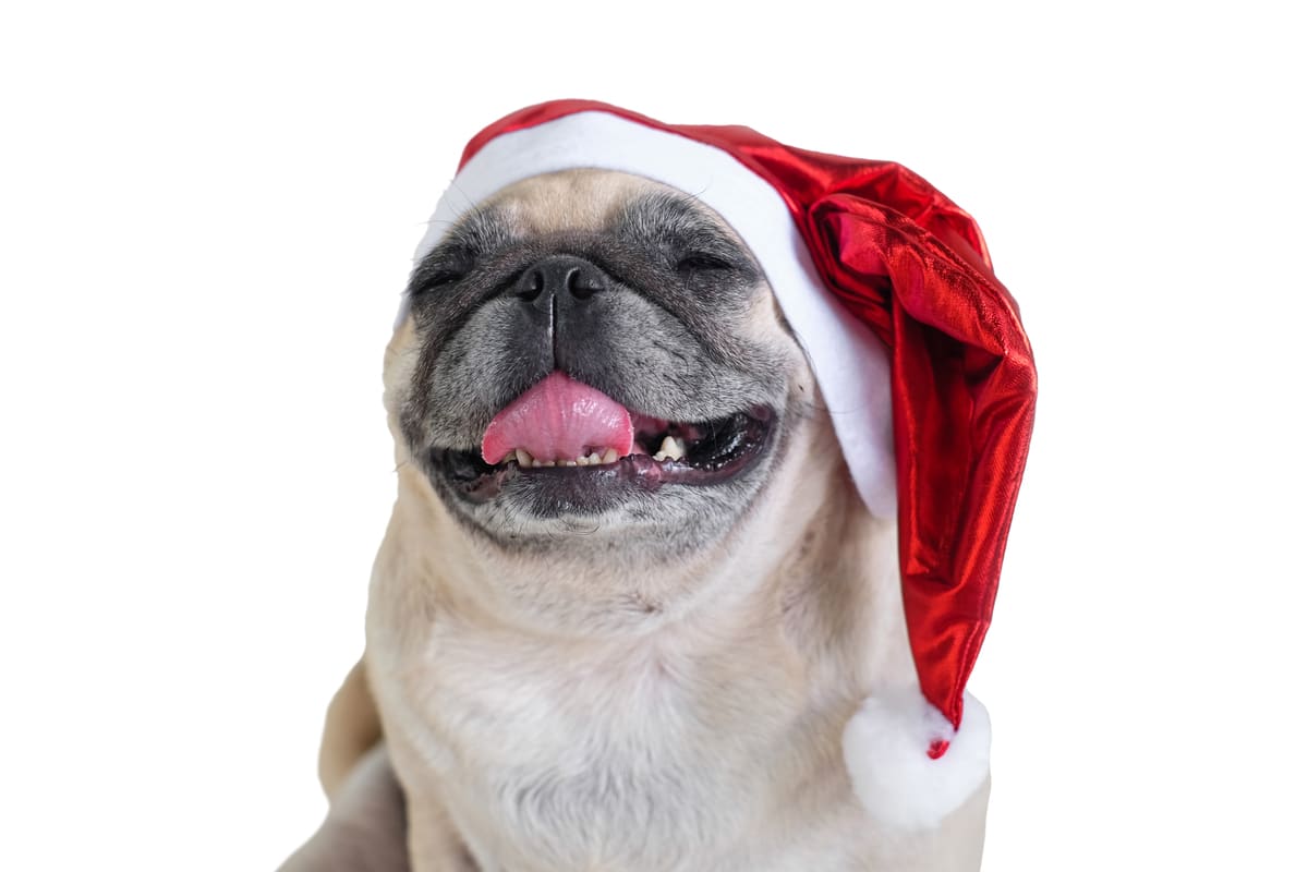 Pug's Pure Joy Sitting on Santa's Lap For Pics Is Holiday Magic ...