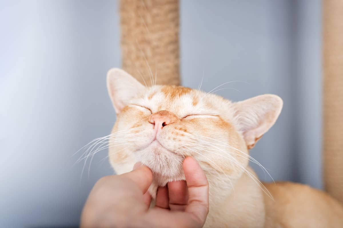 Rescue Cat’s Cute ‘Goatee’ Makes Him the Sweetest Gentleman - Parade Pets