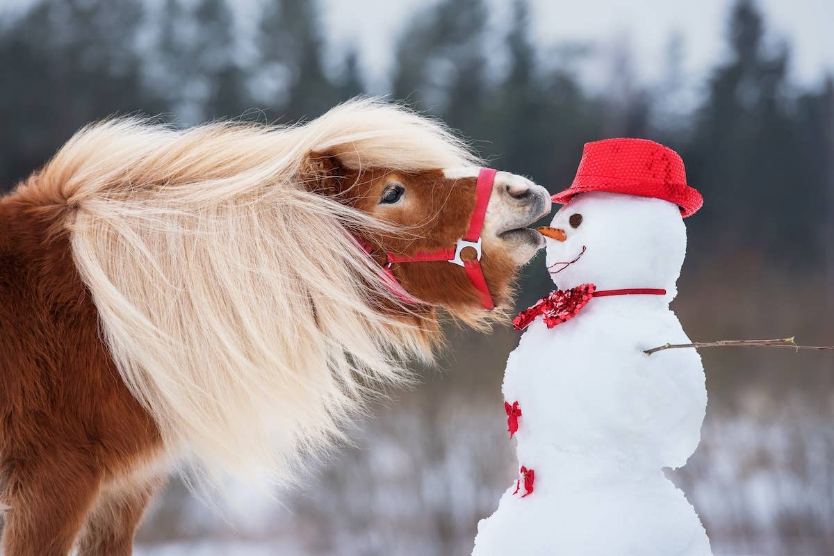 Polka Dot Pony Pulls Up for Perfect Picture With Santa - Parade Pets