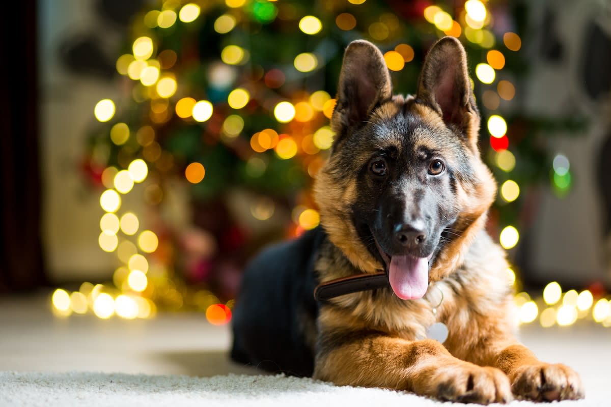 German Shepherd Puppy Has Fluffy Christmas Tree Ears - Parade Pets