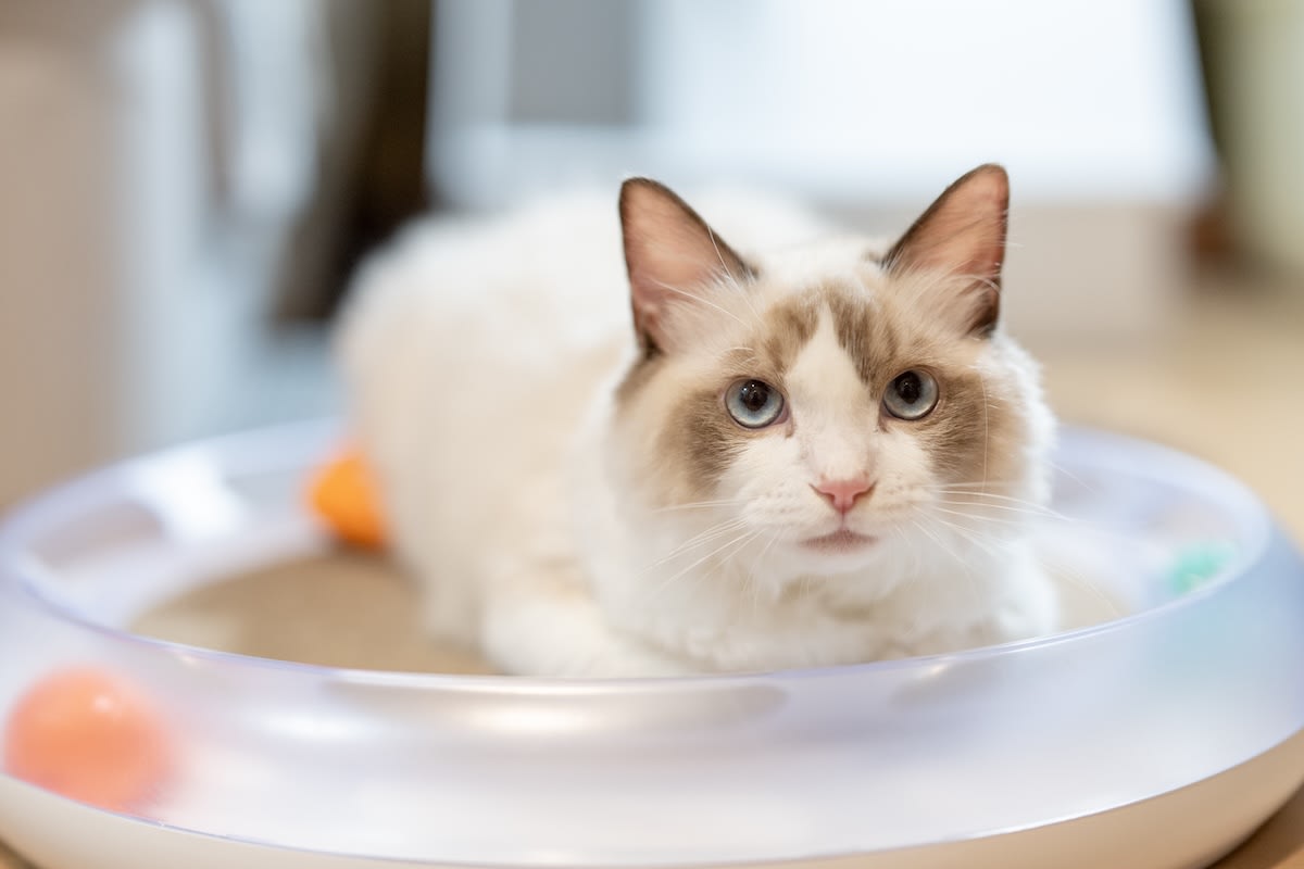 Ragdoll Kitten Playing in the Sink Is Secretly a Mermaid - Parade Pets