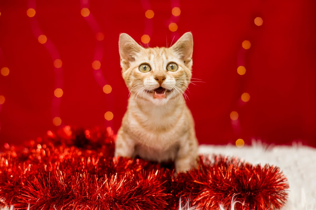 Tiny Orange Kitten Rules Christmas on a Roomba-Pulled Chariot - Parade Pets