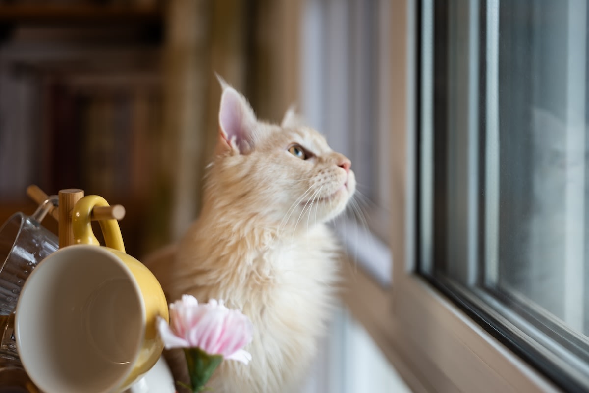 Cross-Eyed Cat Looks Just Like a 'Toasted Marshmallow' - Parade Pets