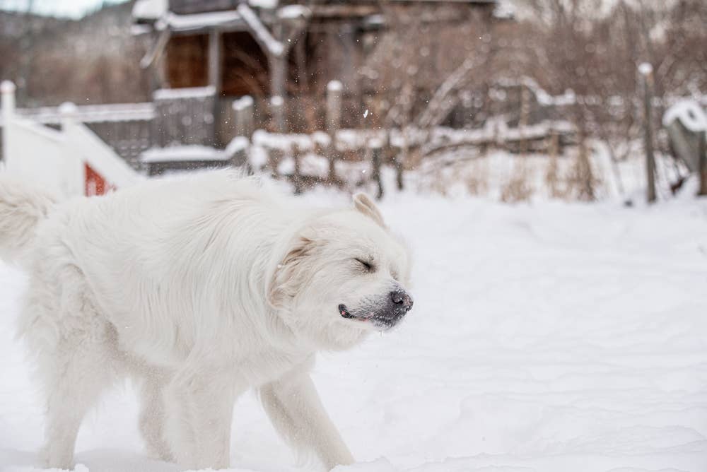 Senior Great Pyrenees Turns Right Back Into a Puppy in Freshly-Fallen ...