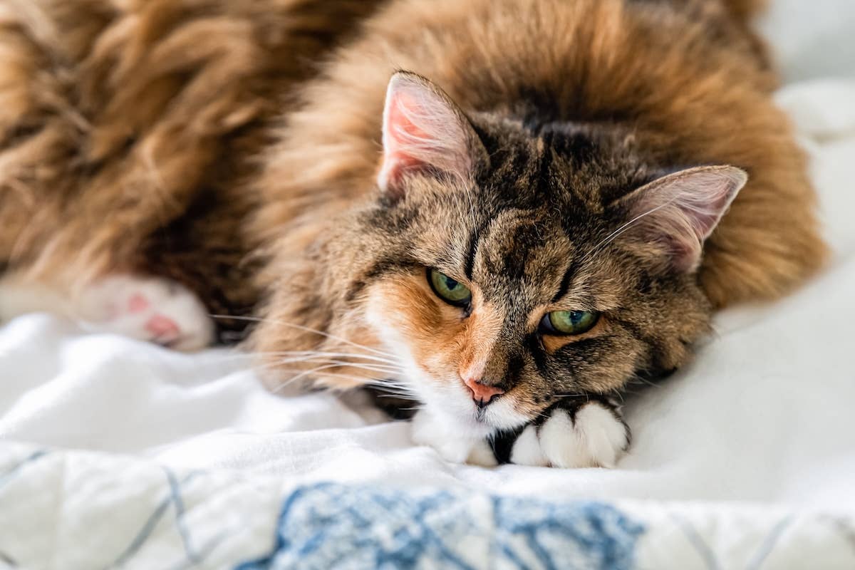 Maine Coon Kitten 'Sucks His Thumb' Just Like a Baby - Parade Pets