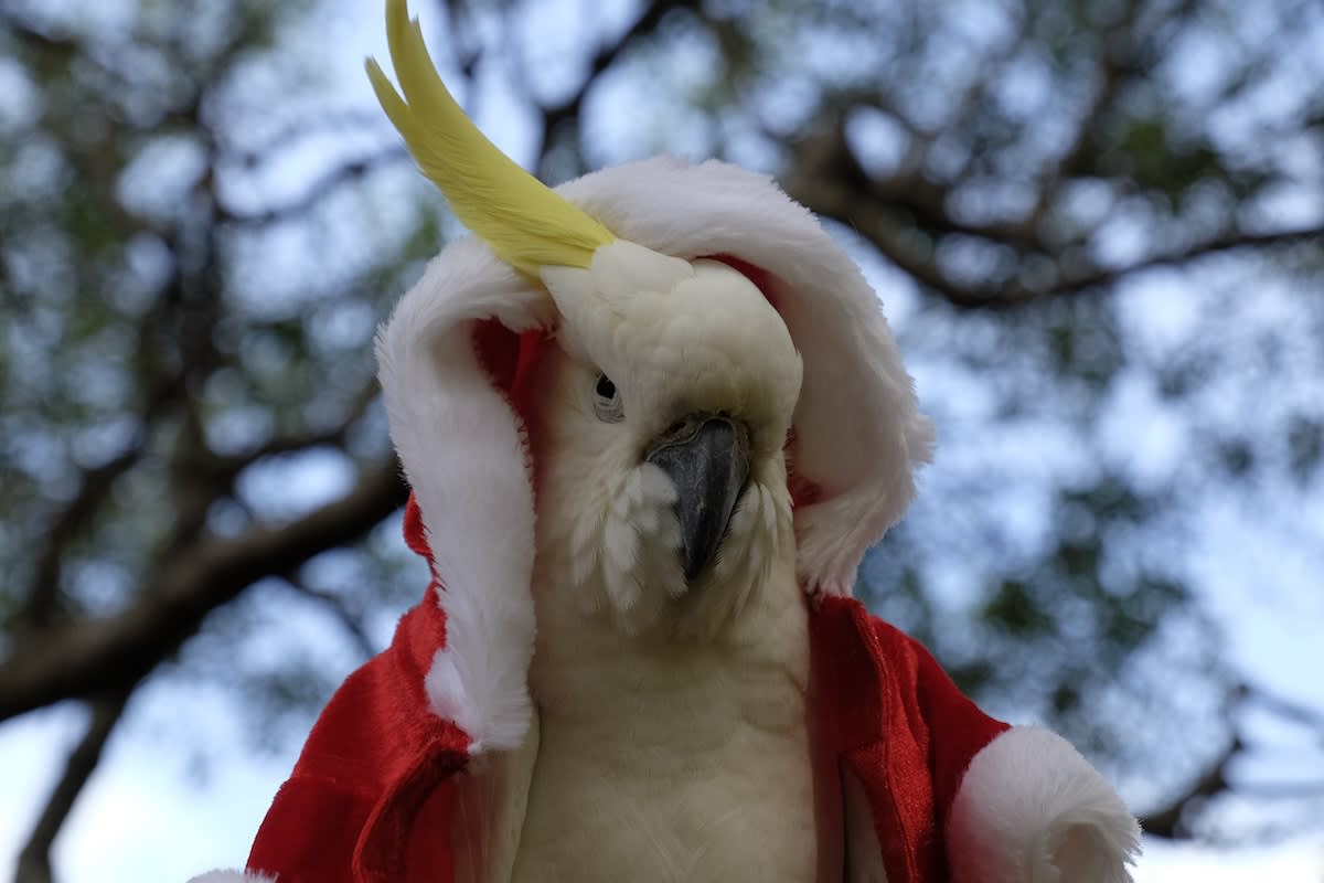 Cockatoo Sweetly Admiring Christmas Tree Brings All the Feels - Parade Pets
