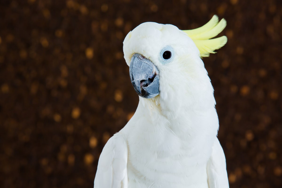 Excited Cockatoo Races Mom To Greet Dad, Then Shoos Her Away in Funny ...