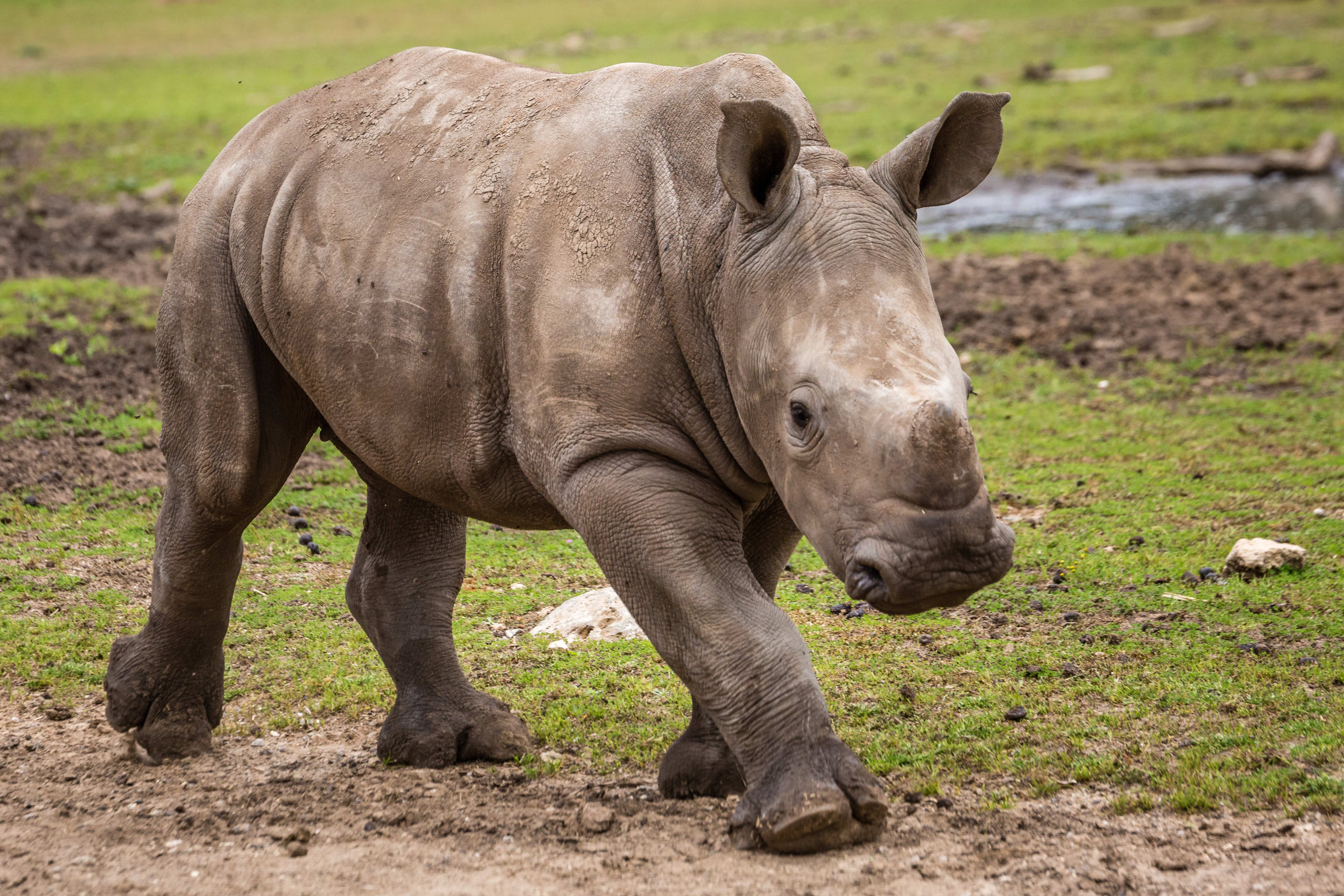 Eloise the Baby Rhino Bounces While She Plays and Our Hearts Can’t Take ...