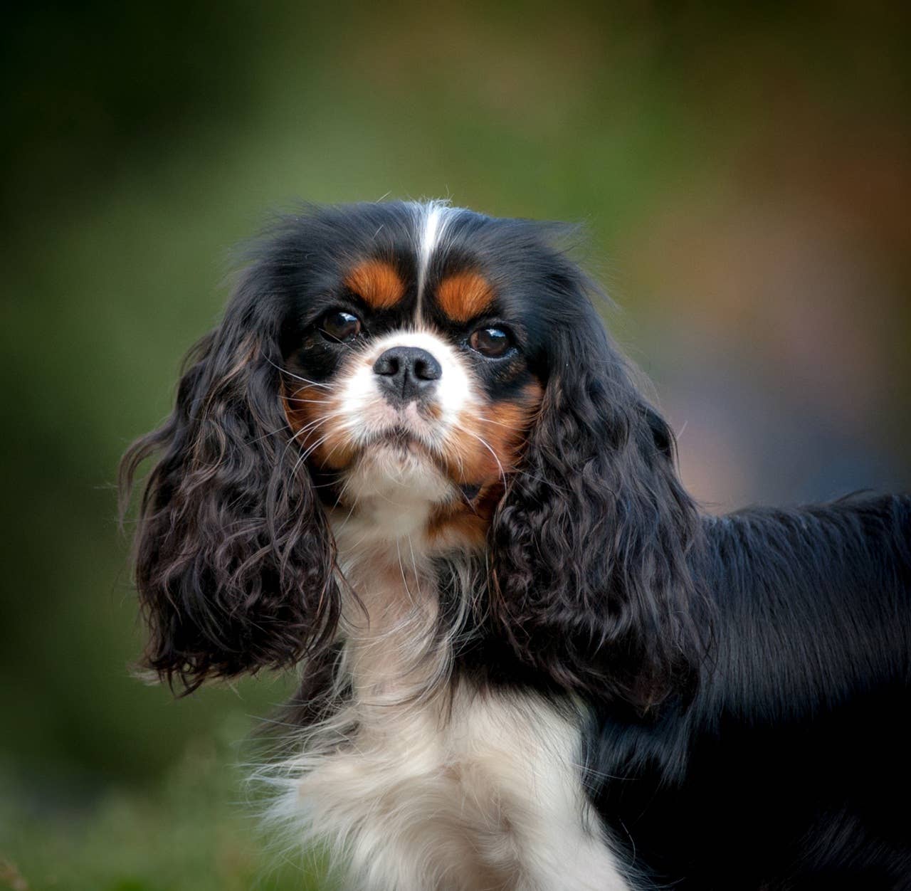 5 Cuddly Dog Breeds That Love to Be Held, Expert Says - Parade Pets