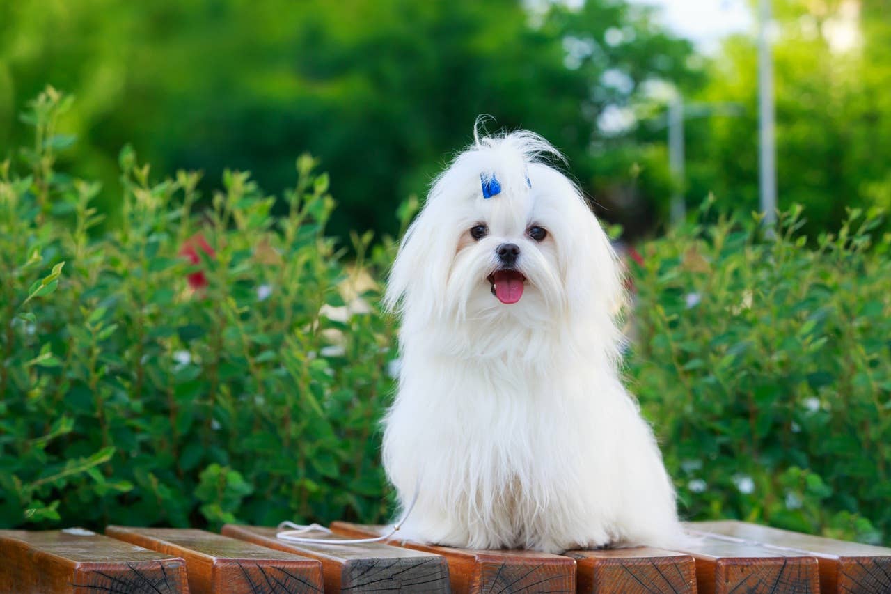 5 Cuddly Dog Breeds That Love to Be Held, Expert Says - Parade Pets